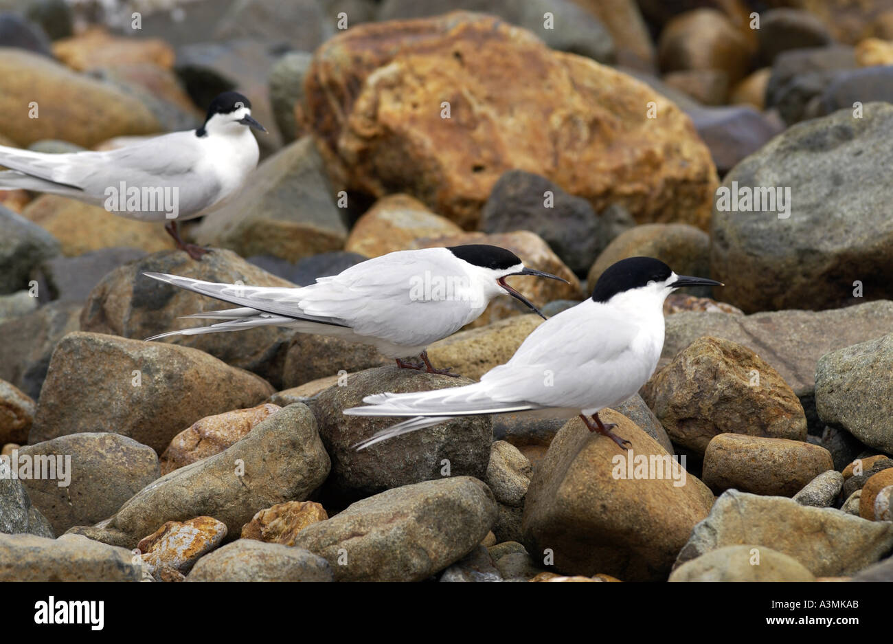 White fronted terns Sterna Striata in North Island New Zealand Stock ...