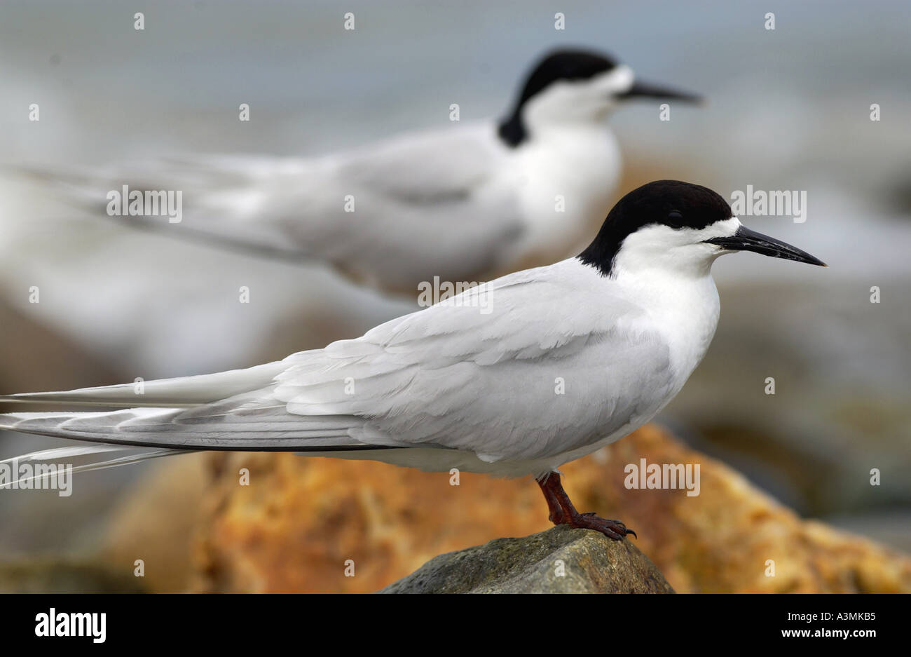 White fronted terns Sterna Striata in North Island New Zealand Stock ...