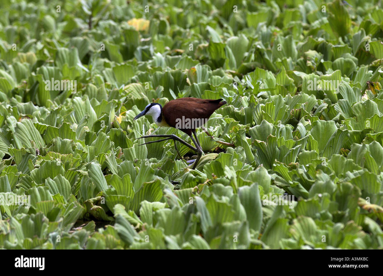 African Jacana bird walking on river cabbage Grumeti Tanzania East ...