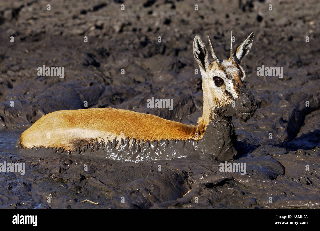 Death of gazelle hi-res stock photography and images - Alamy