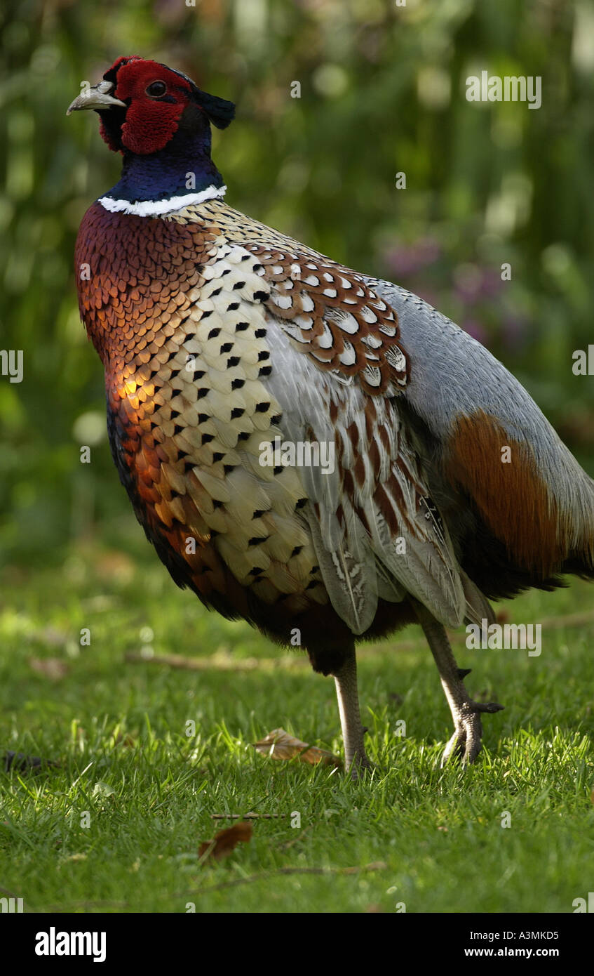Pheasant claws hi-res stock photography and images - Alamy
