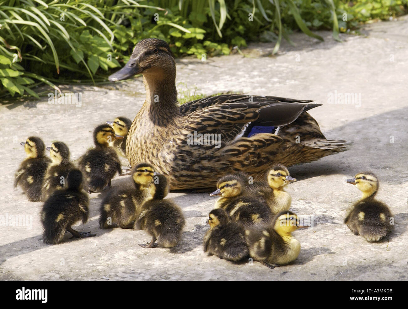 Mallard Duck And Ducklings