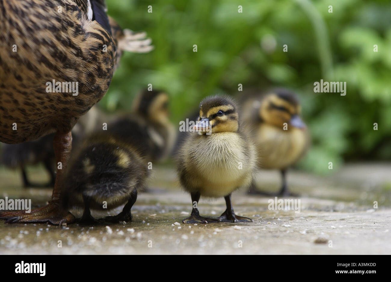 Day old ducklings hi-res stock photography and images - Alamy