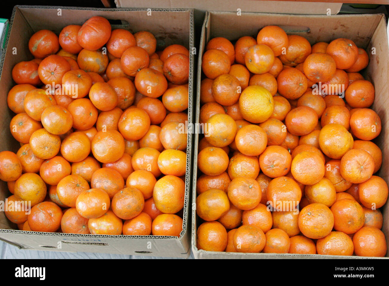 Miami Beach Florida,tangerines,box,retail products,display case sale ...