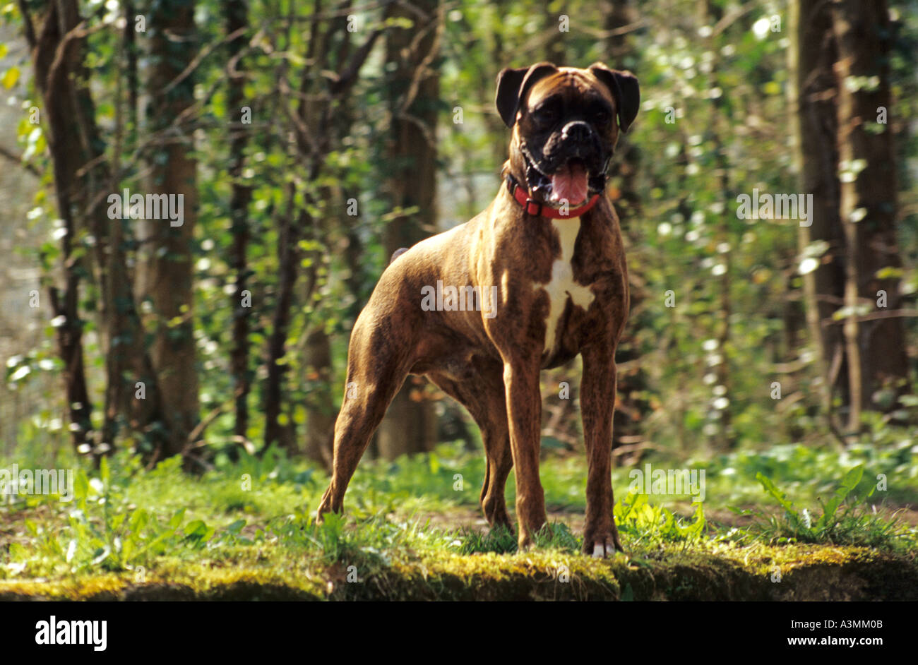 Landscape portrait of boxer dog standing on canal towpath Stock Photo ...