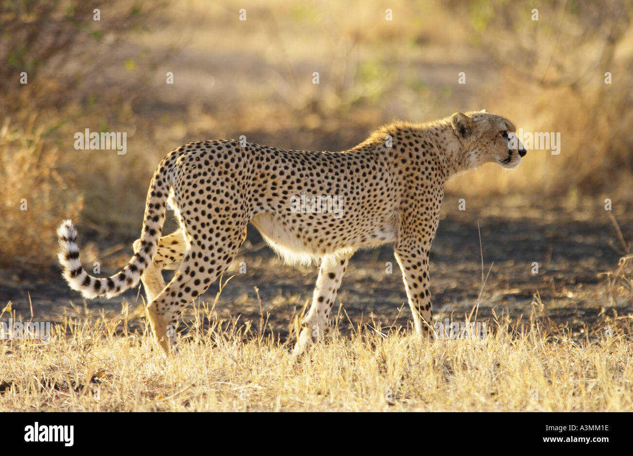 Striding cheetah hi-res stock photography and images - Alamy