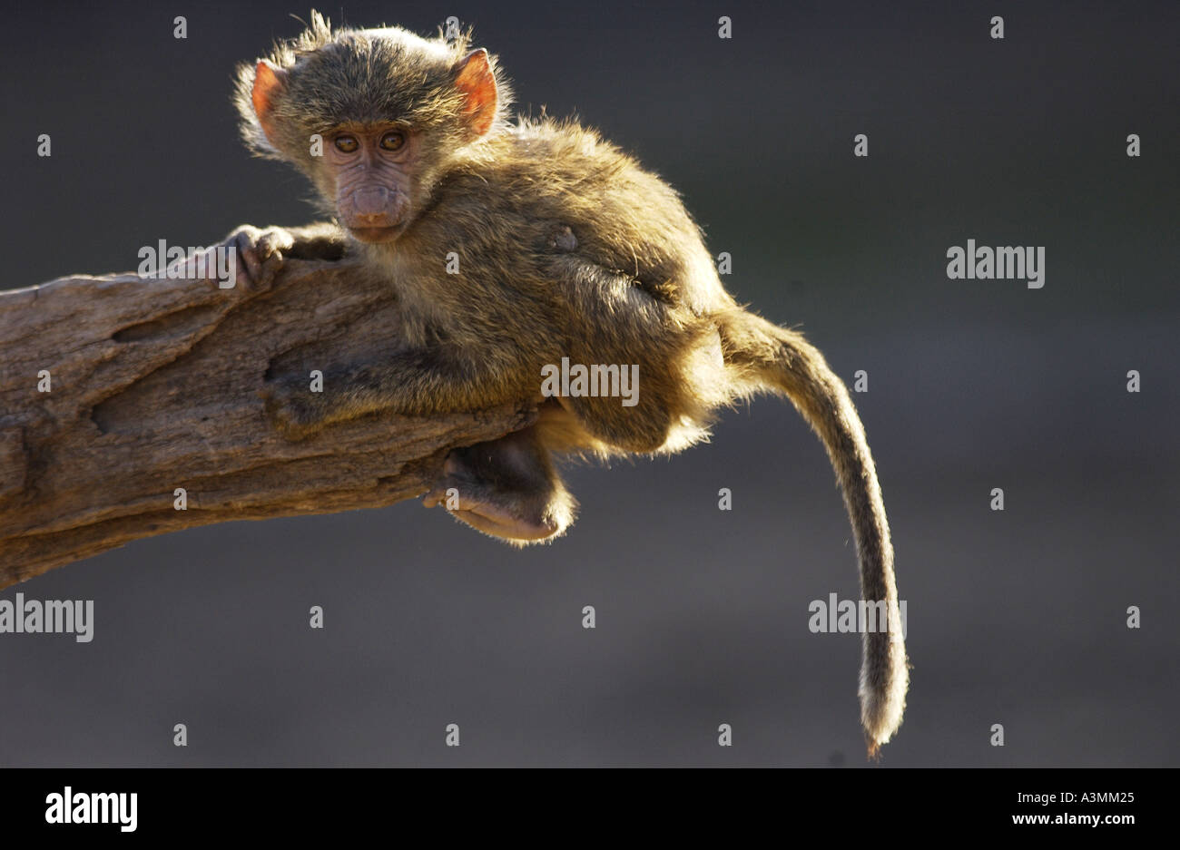 Baby Olive Baboon hanging on the end on a branch Grumeti Tanzania Stock ...