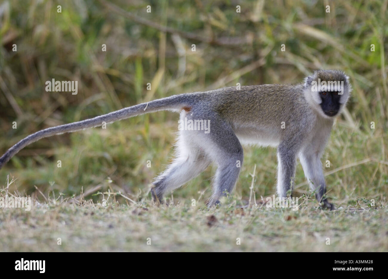 Vervet Monkey Green Monkey Grumeti Tanzania Stock Photo - Alamy