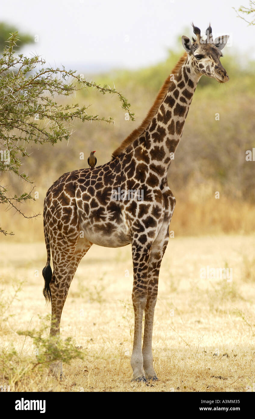 Back view mammals hi-res stock photography and images - Alamy