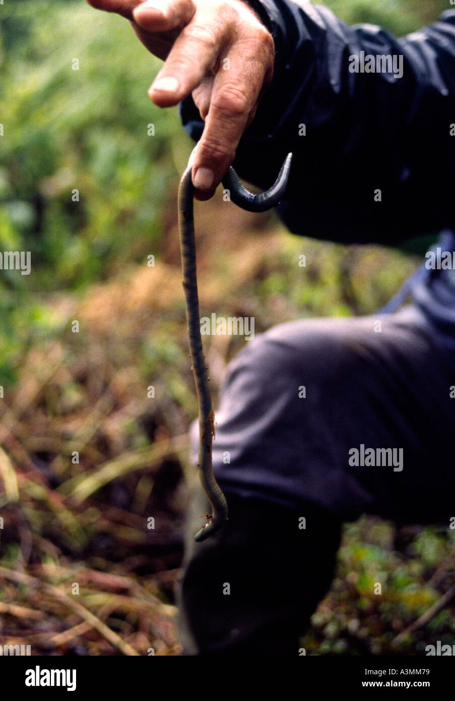 Giant earthworm hi-res stock photography and images - Alamy