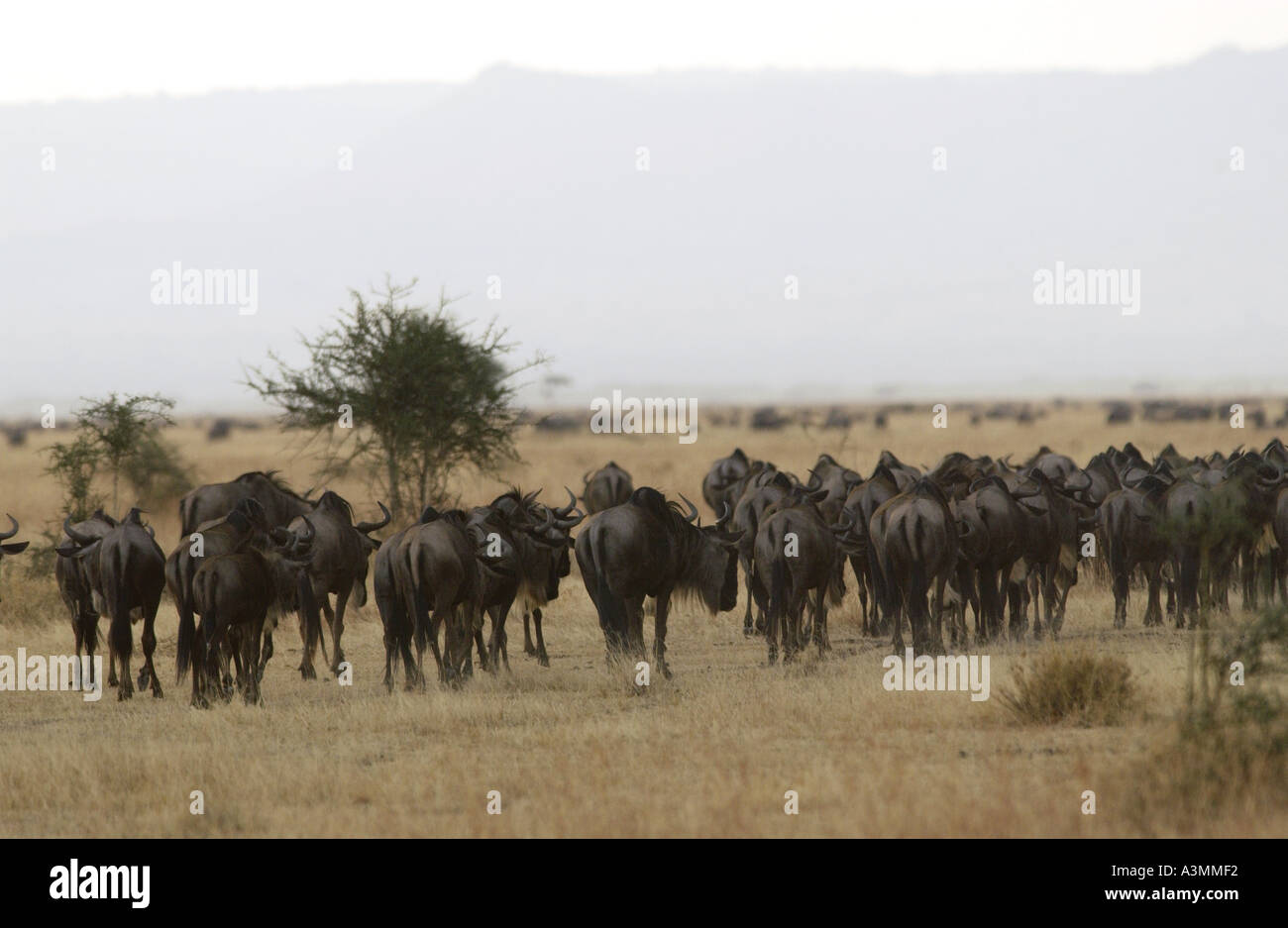 Watching migrating herds hi-res stock photography and images - Alamy