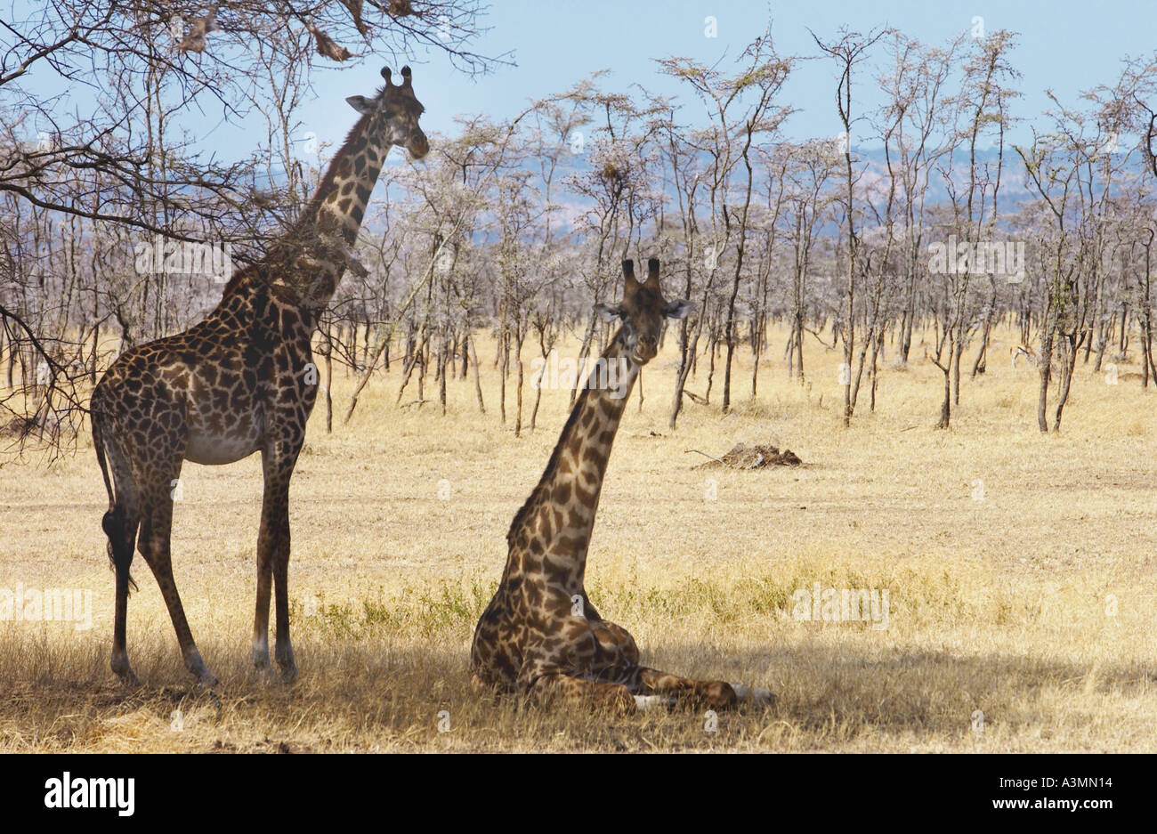 Giraffes giraffa camelopardalis browsing hi-res stock photography and ...