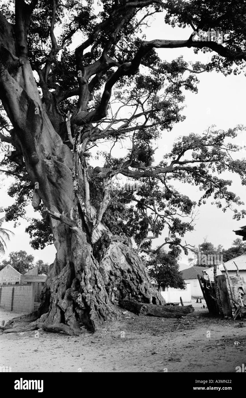 A giant kapoc tree in the Gambia called The Big Tree Locally Recently ...