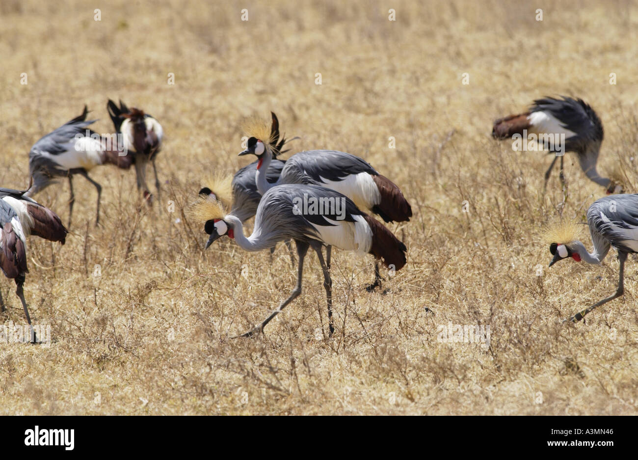 Grey Crowned Crane Ngorongoro Tanzania East Africa Stock Photo - Alamy
