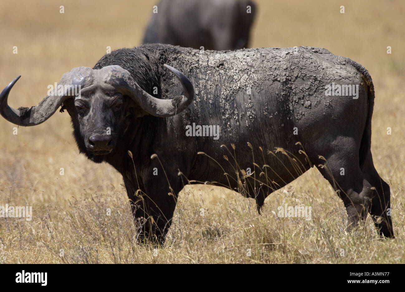Buffalo Ngoro Ngoro Crater Tanzania East Africa Stock Photo - Alamy