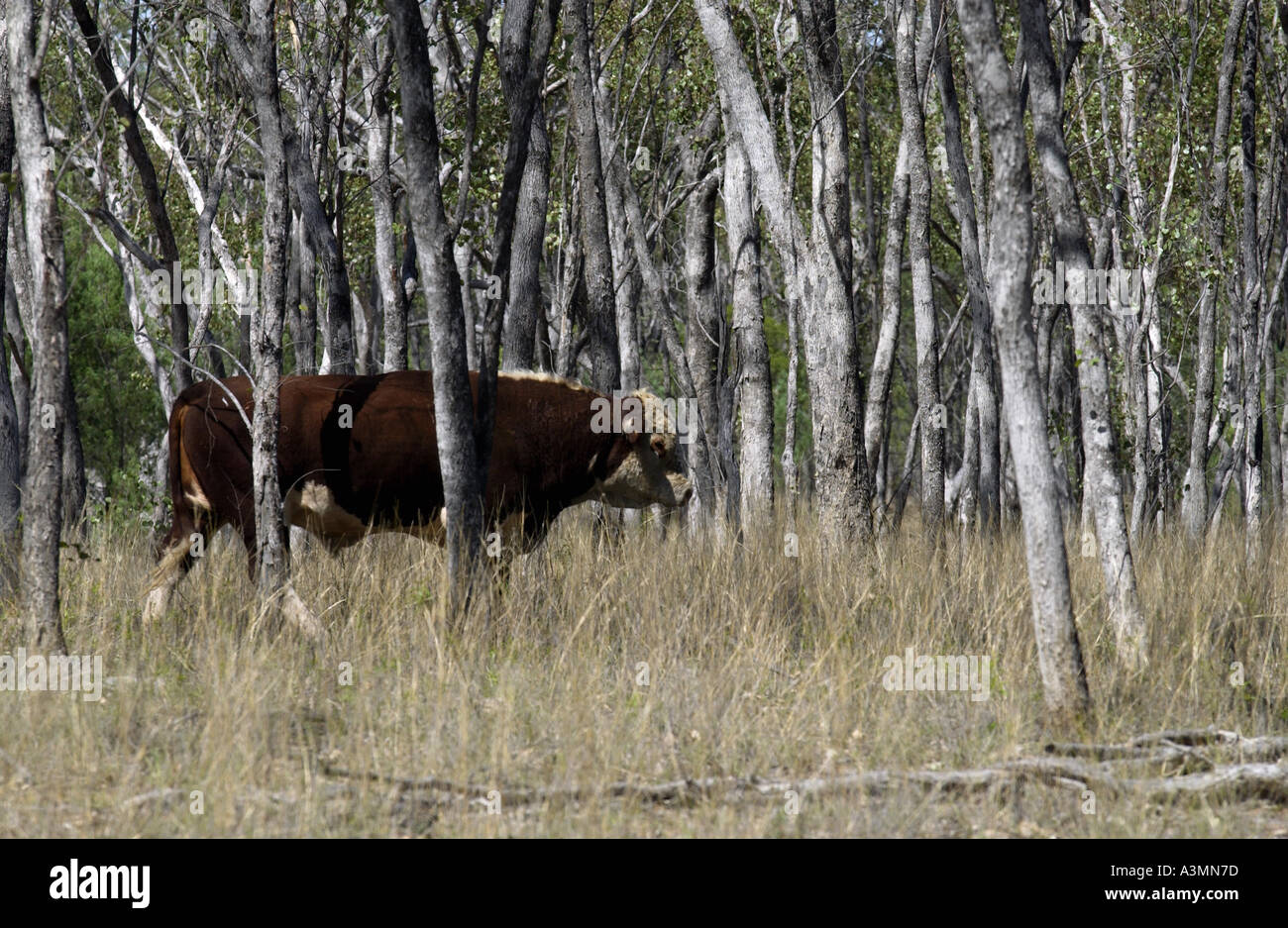 Bull walking among trees in Queensland Australia Stock Photo - Alamy