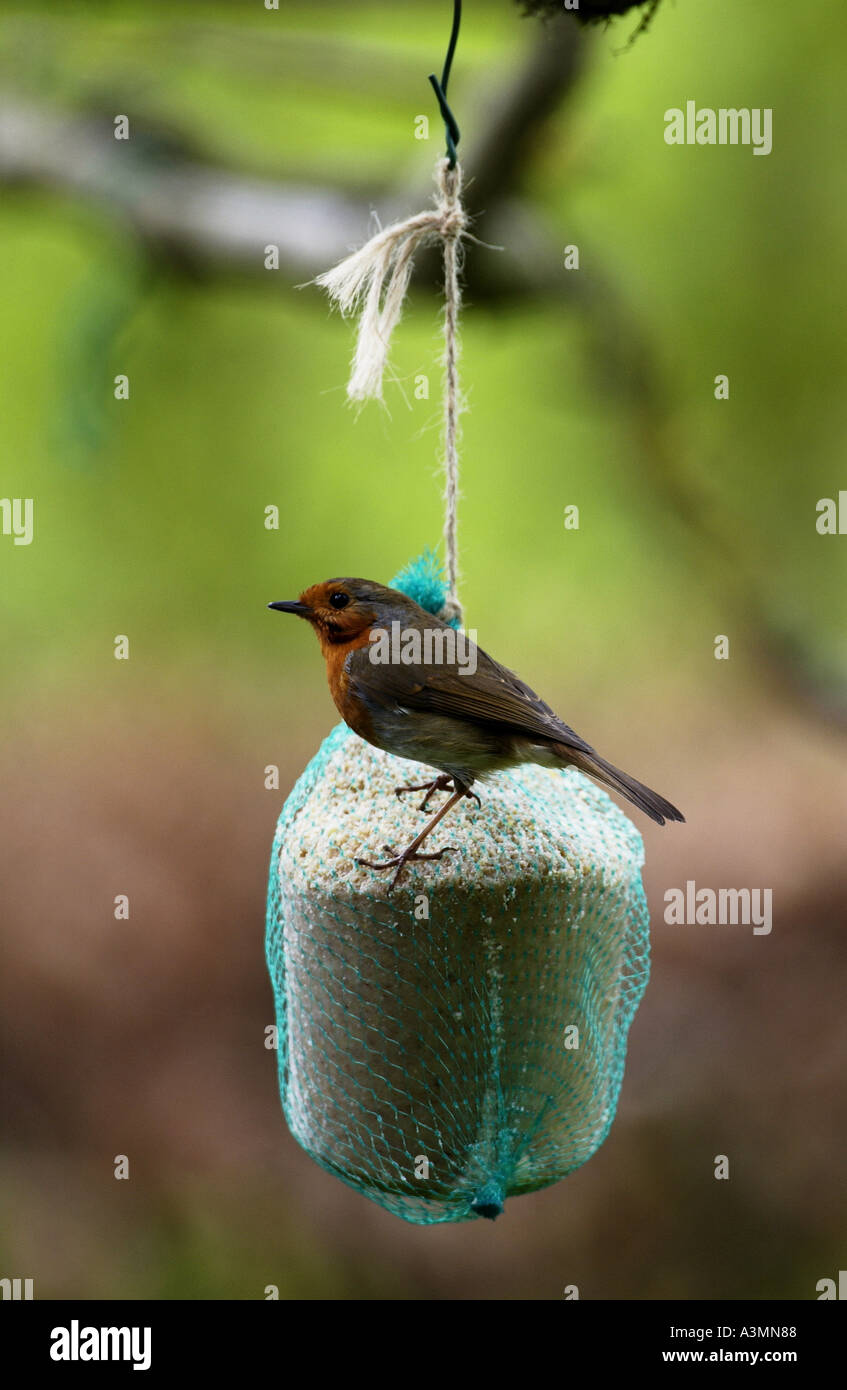 Fat robin hi-res stock photography and images - Alamy