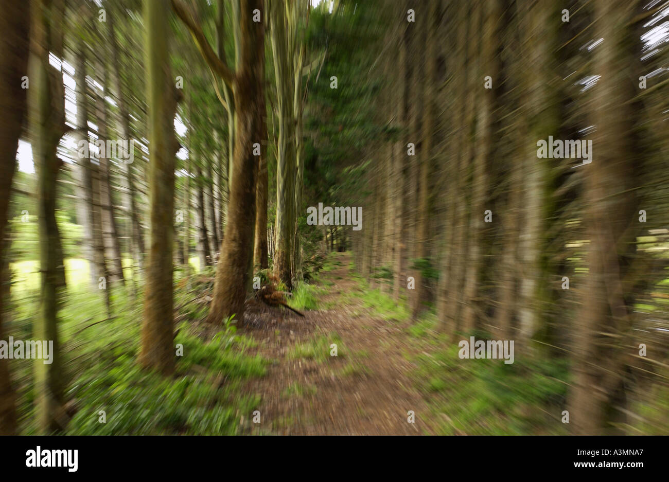 Conifer trees hi-res stock photography and images - Alamy