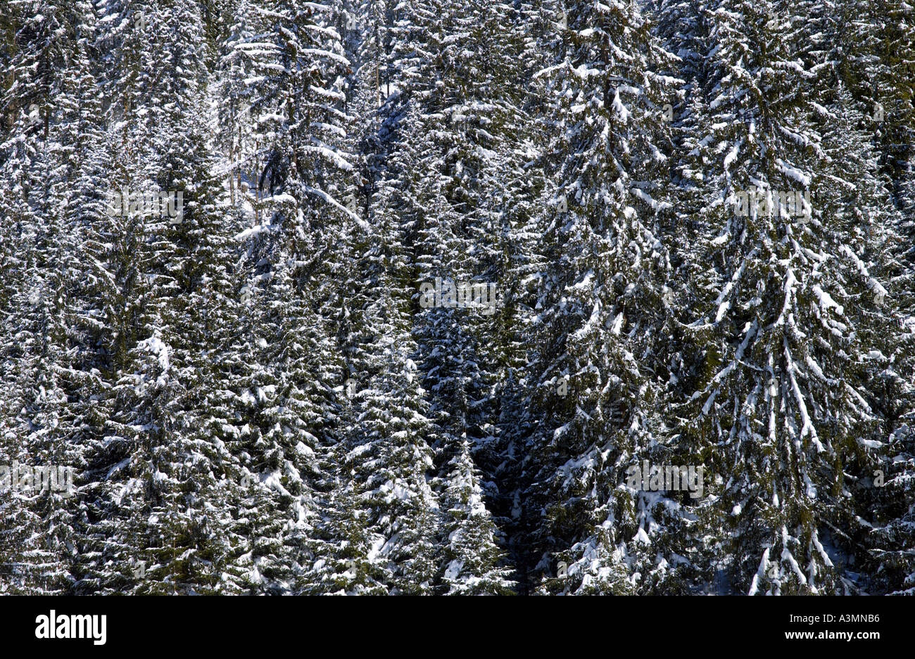 Conifer trees hi-res stock photography and images - Alamy