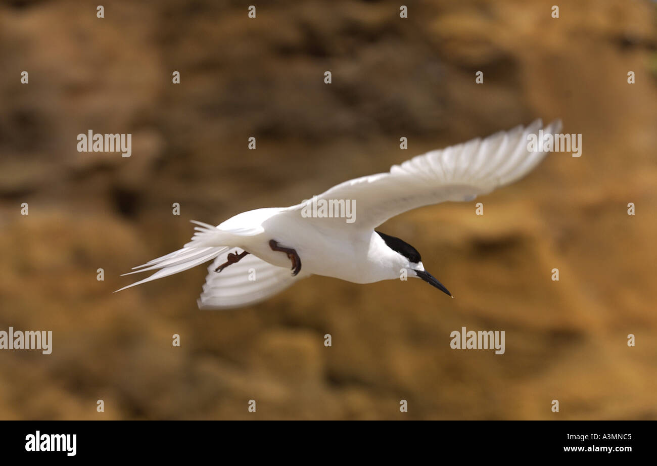 White fronted tern Sterna Striata in full flight over a beach near ...