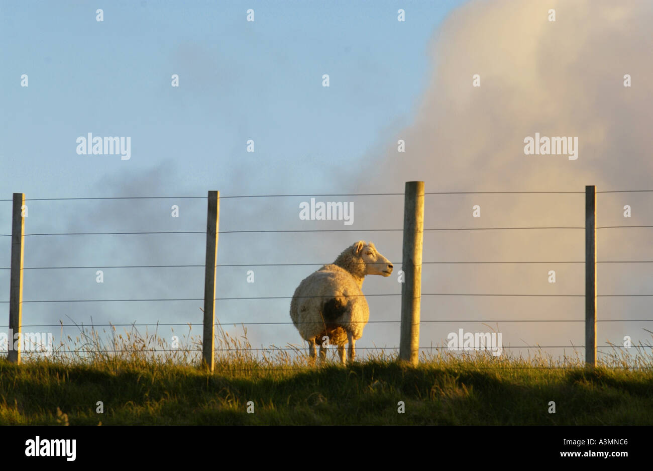 Sheep behind fencing on a farm in North Island New Zealand Stock Photo ...