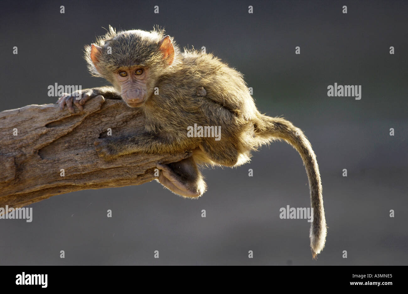 Clinging to branch hi-res stock photography and images - Alamy