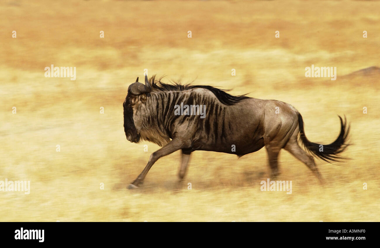 Wildebeest Running Full Speed
