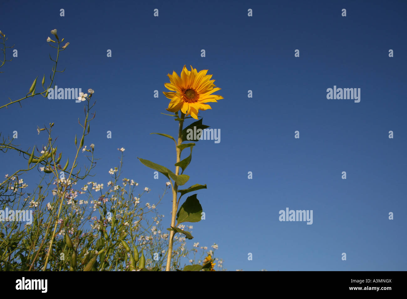 rising sunflower above other white flowers Stock Photo - Alamy
