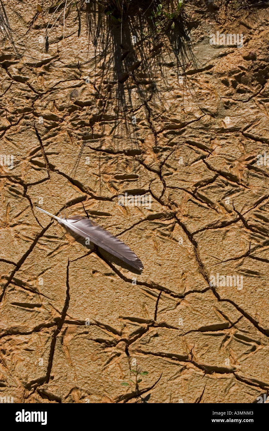 Close up of dried silt in reservoir due to drought showing bird ...