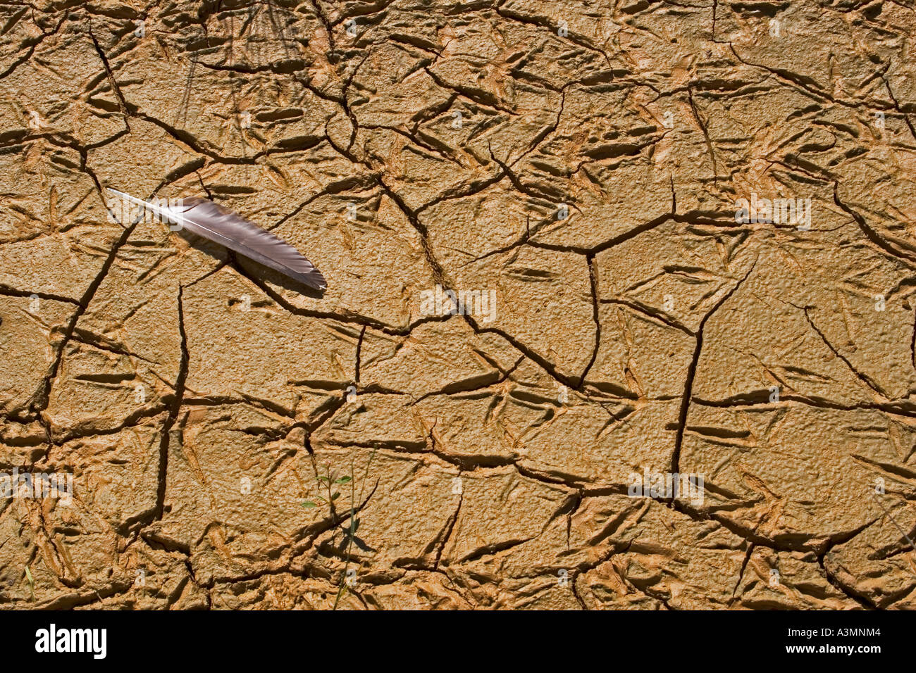 Close up of dried silt in reservoir due to drought showing bird ...