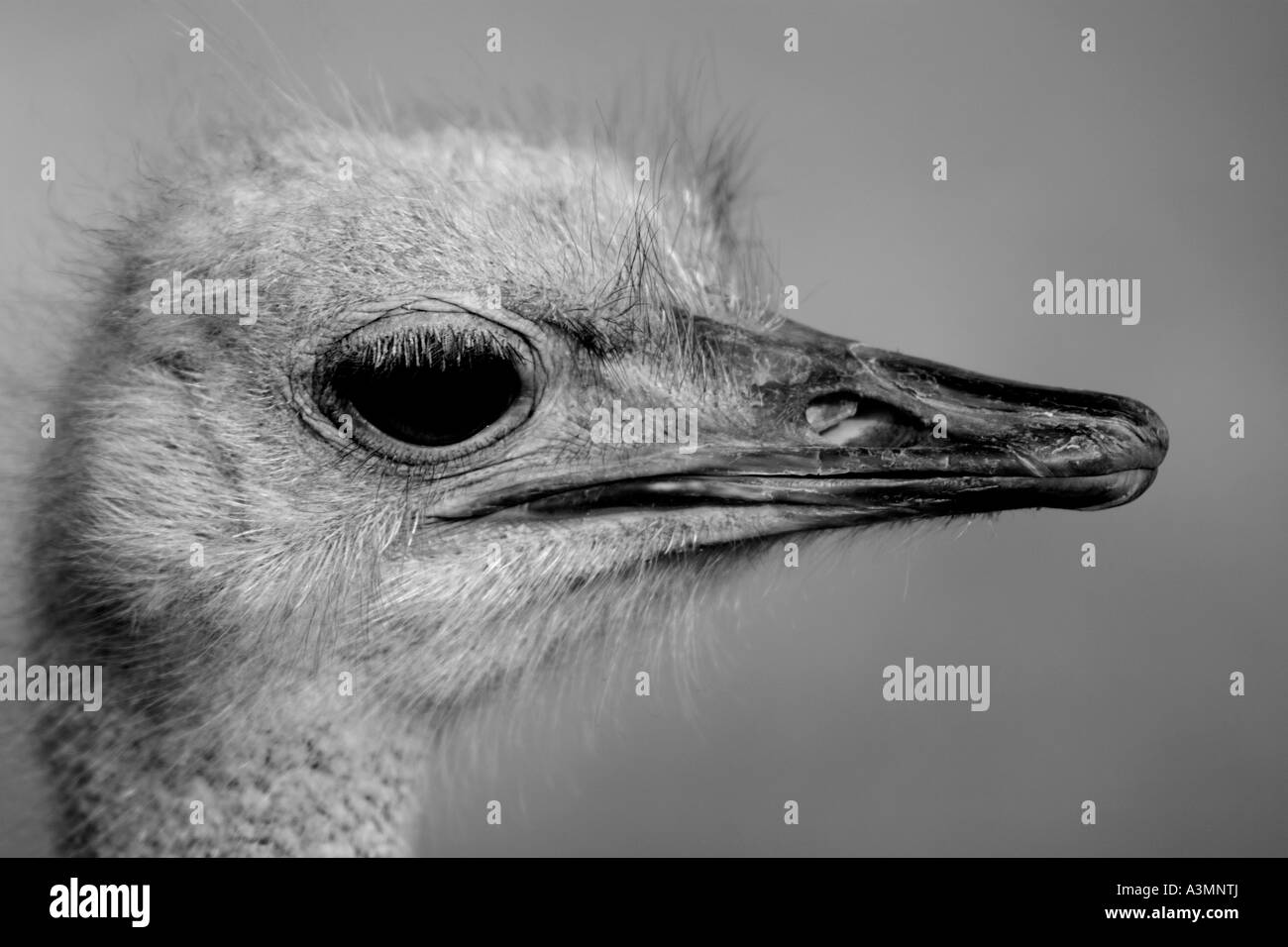 Bird gizzard Black and White Stock Photos & Images - Alamy