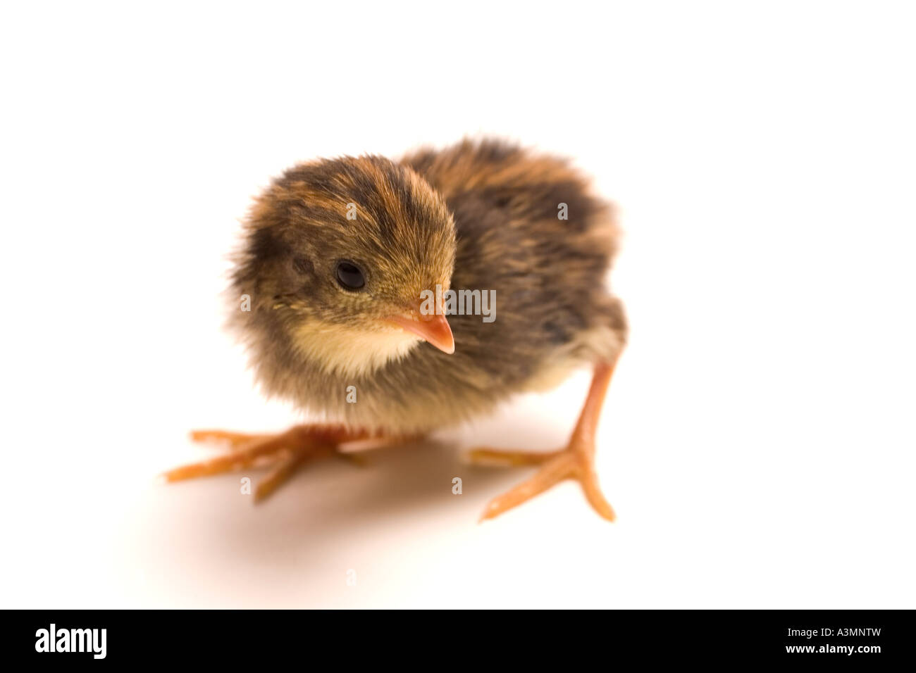 Baby partridge hi-res stock photography and images - Alamy