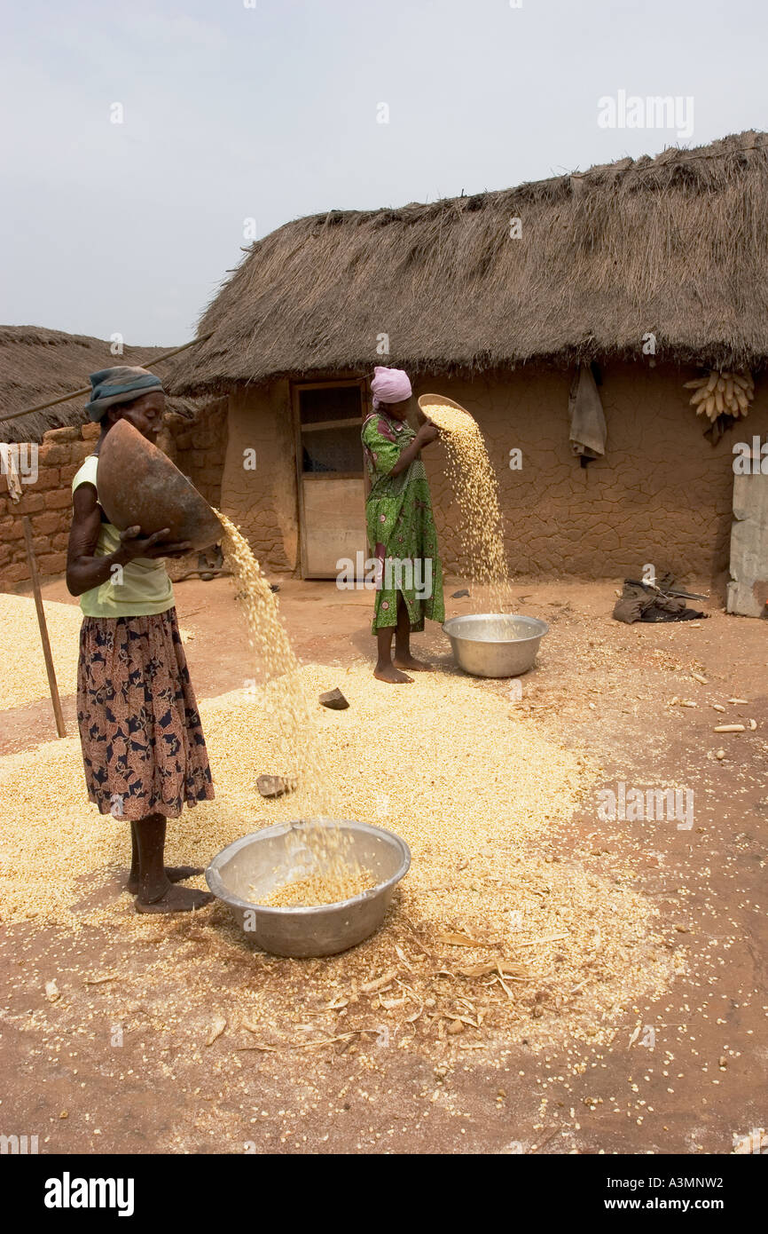 Maize project hi-res stock photography and images - Alamy