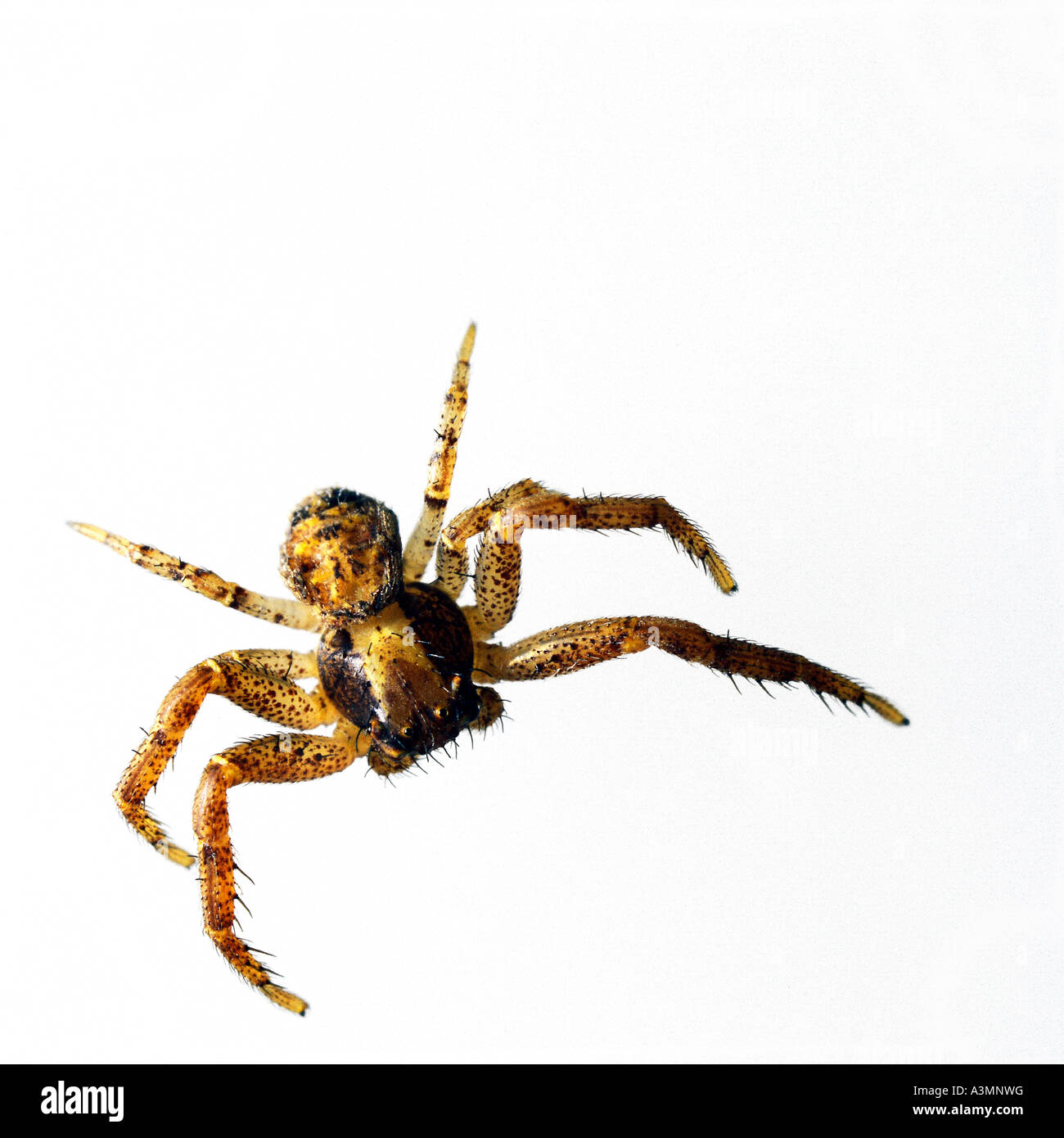 Little spiders Cut Out Stock Images & Pictures - Alamy