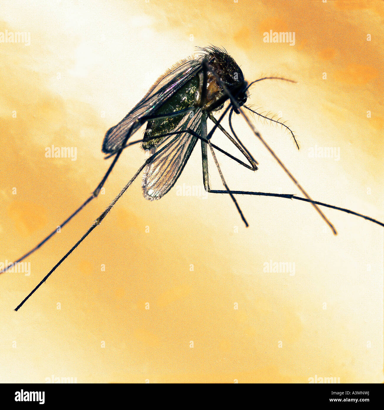 Mozzie mosquito net hi-res stock photography and images - Alamy