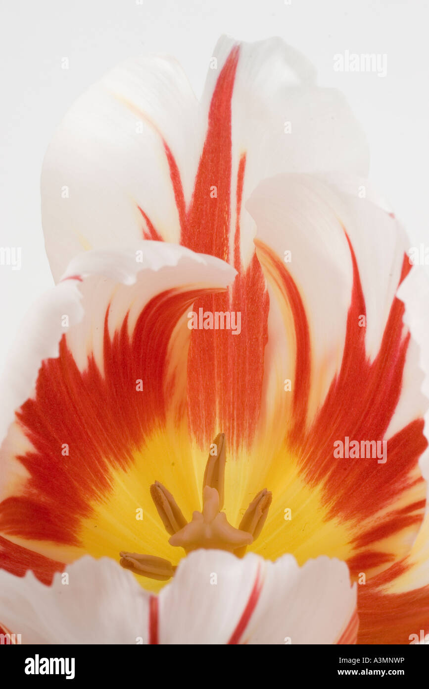 Tulip fire hi-res stock photography and images - Alamy