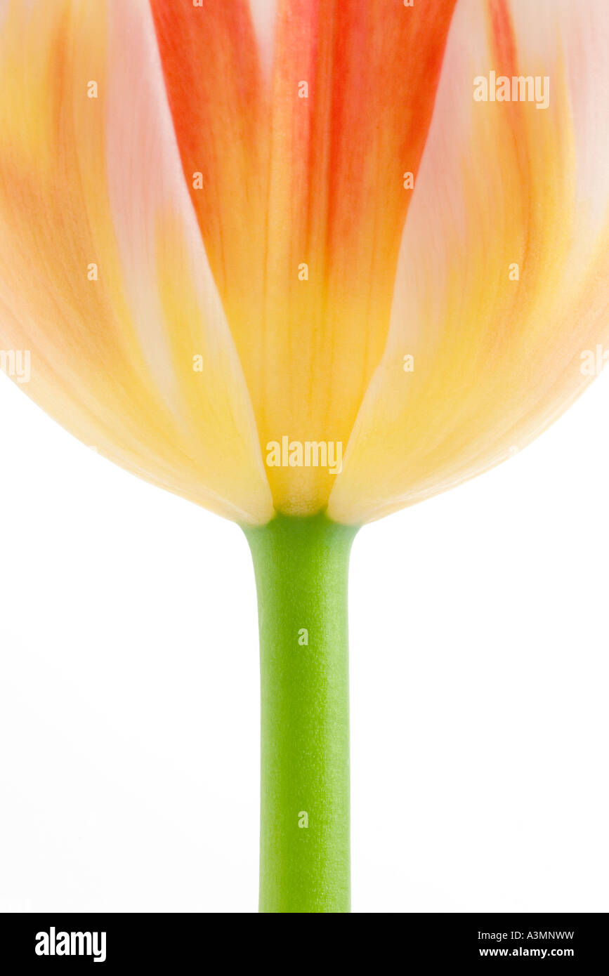 base of peach colored tulip Stock Photo - Alamy