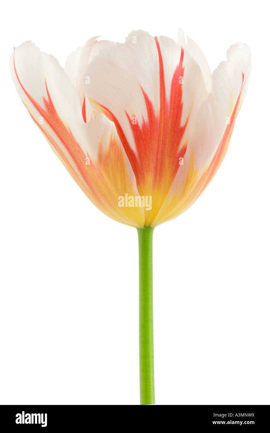 single 'flame' tulip Stock Photo - Alamy