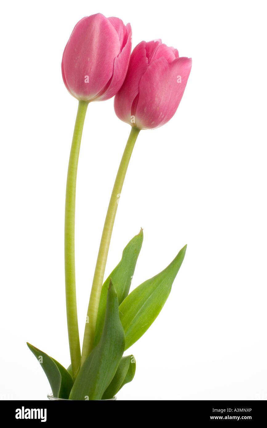 2 pink tulips, leaves Stock Photo - Alamy
