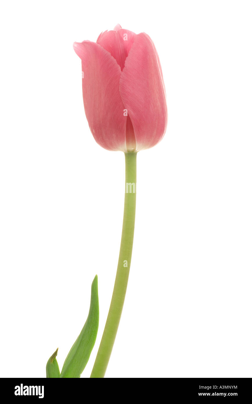 single pink tulip Stock Photo - Alamy