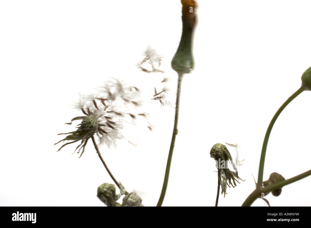 dandelions flying seeds Stock Photo - Alamy