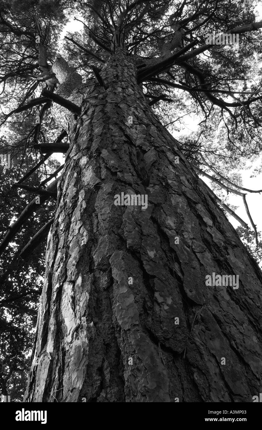 Tall trees Black and White Stock Photos & Images - Alamy