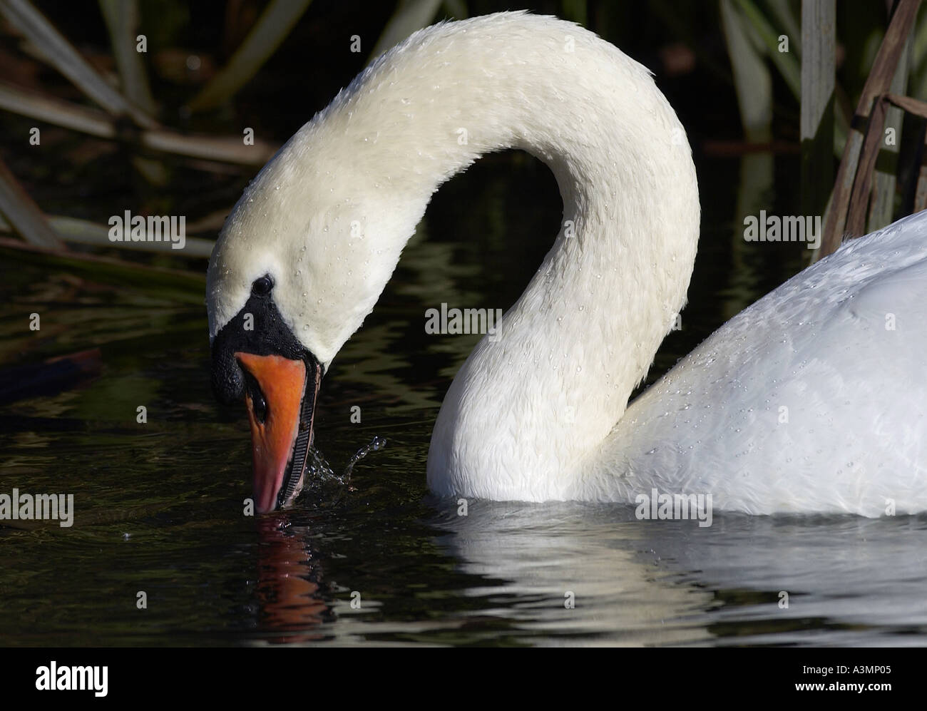Mute swan dabbling on the River Windrush in Oxfordshire England Stock ...