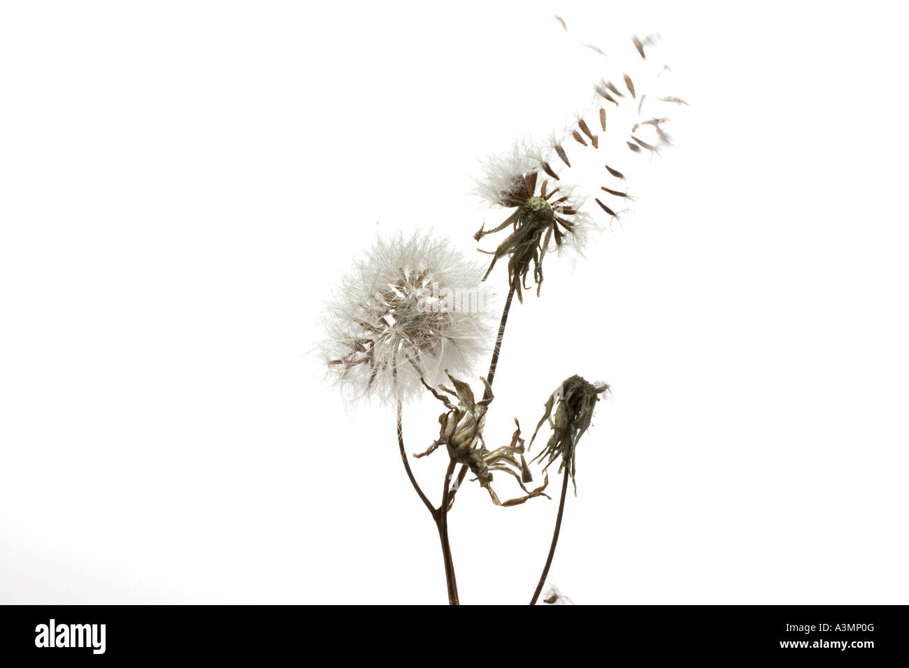 dandelions flying seeds Stock Photo - Alamy