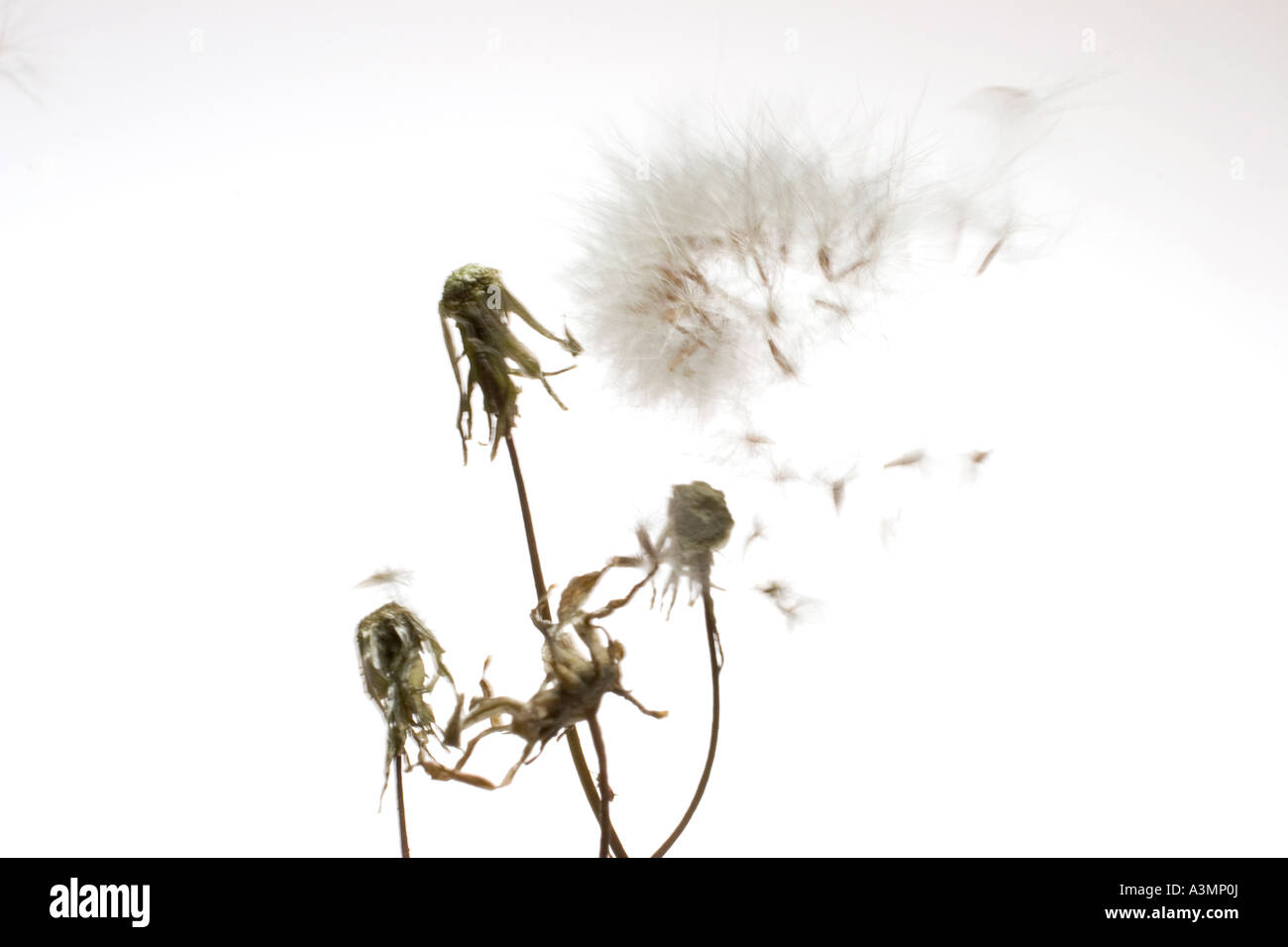 dandelions flying seeds Stock Photo - Alamy