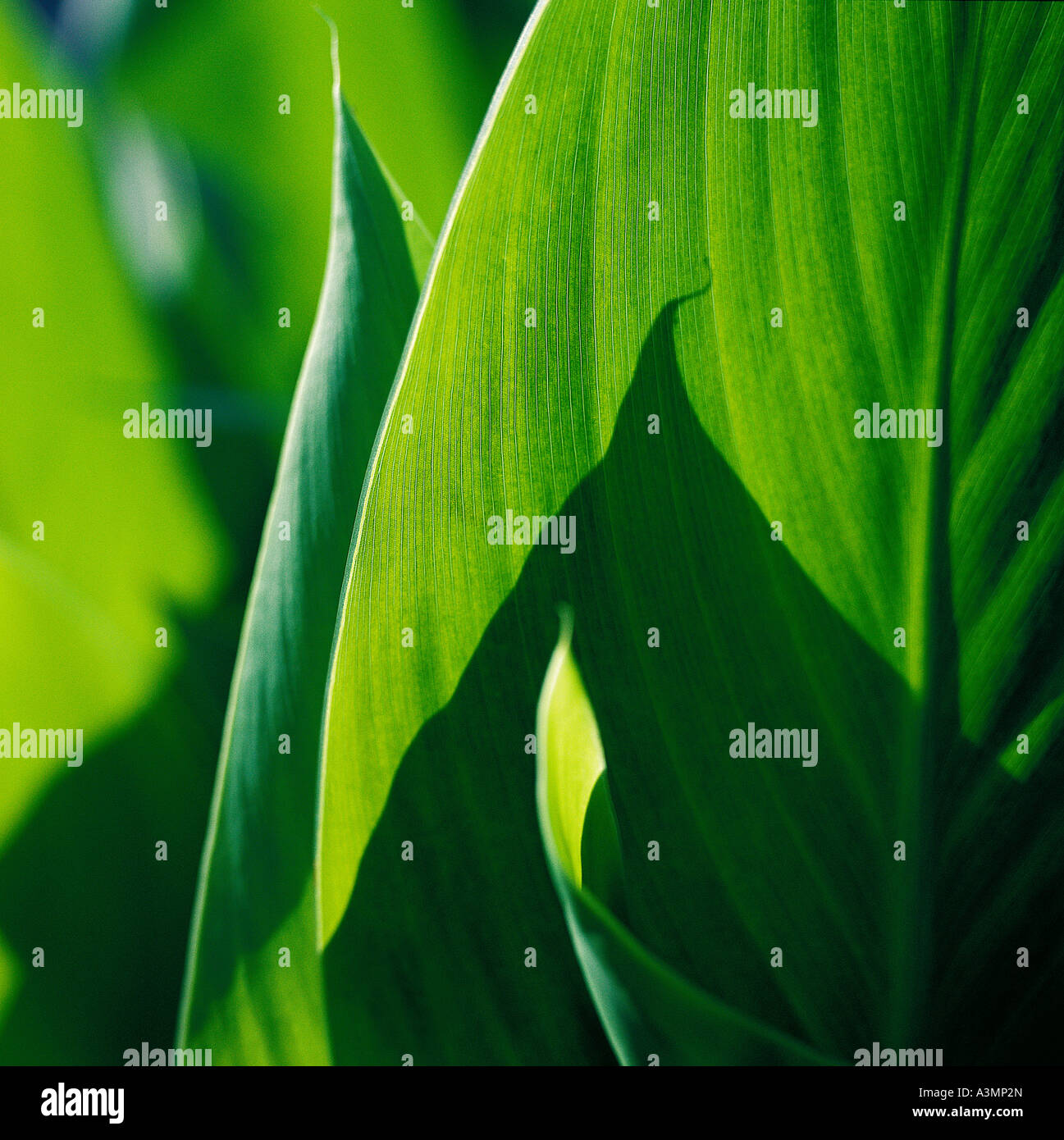 big leaves green Stock Photo - Alamy