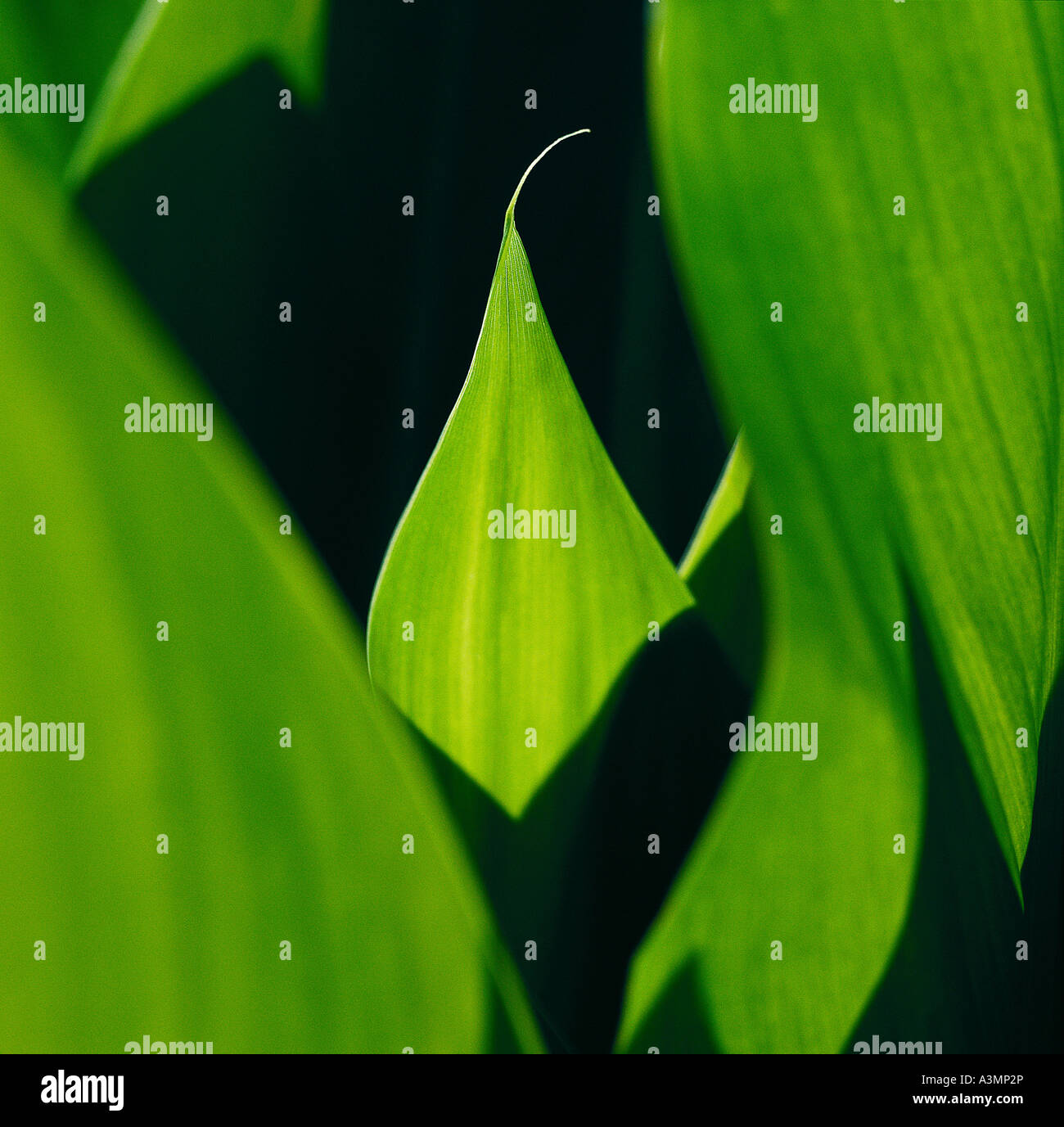 big leaves green Stock Photo - Alamy