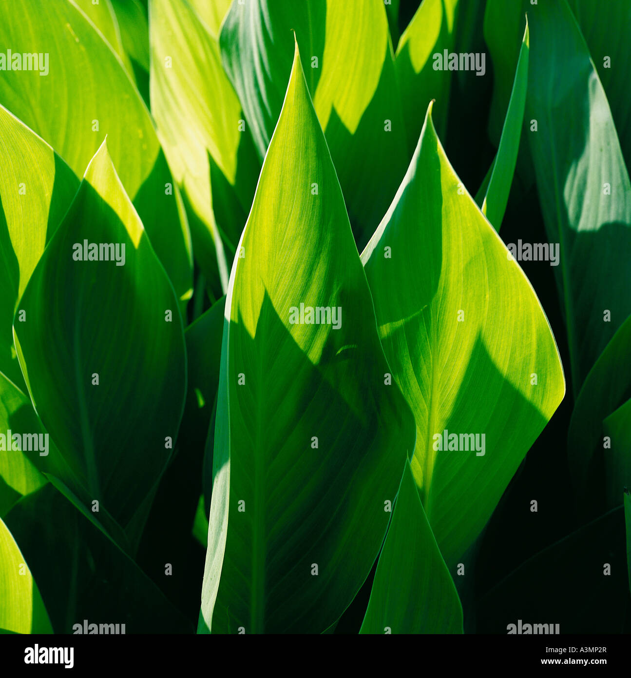 big leaves green Stock Photo - Alamy