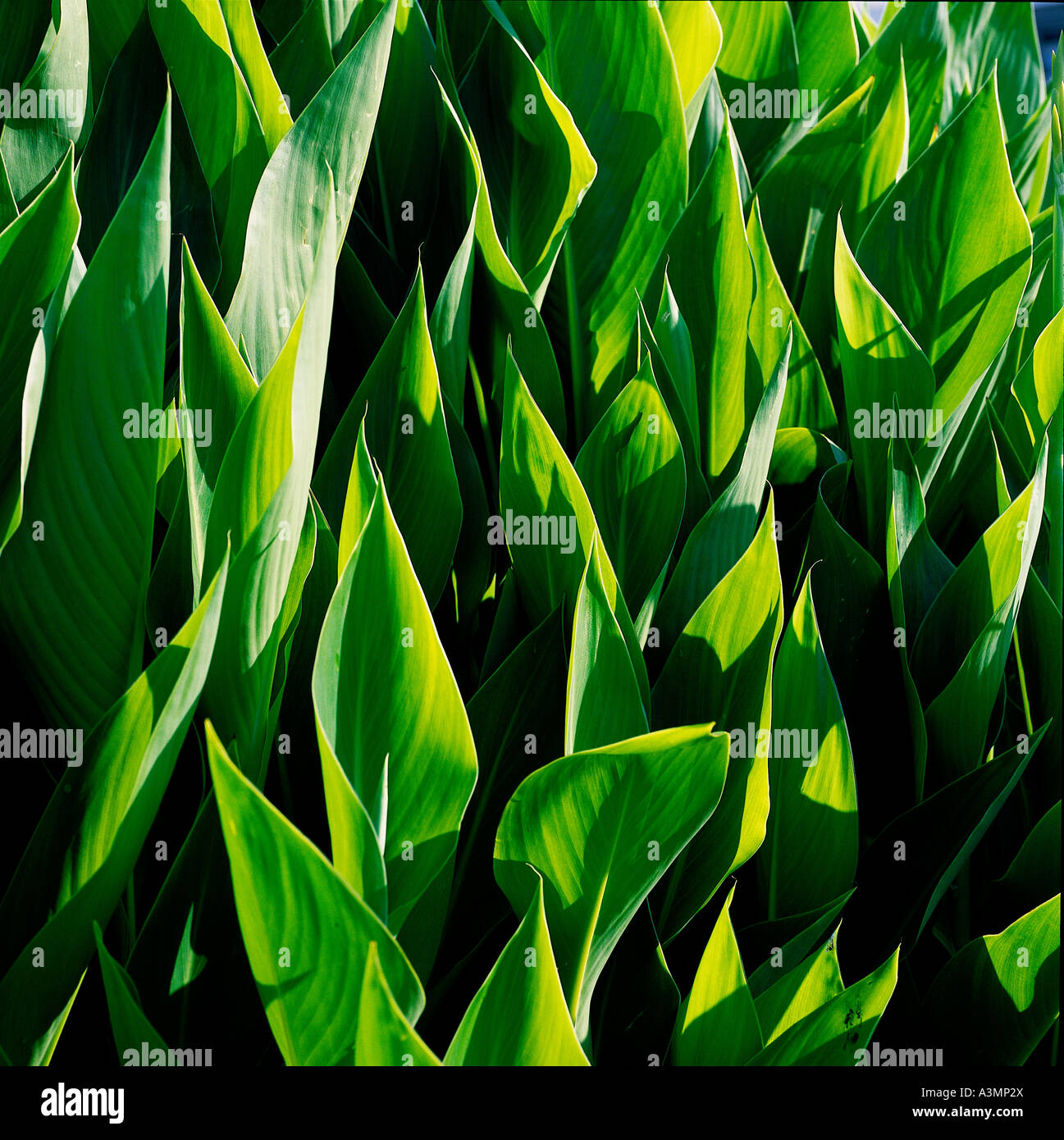 big leaves green Stock Photo - Alamy