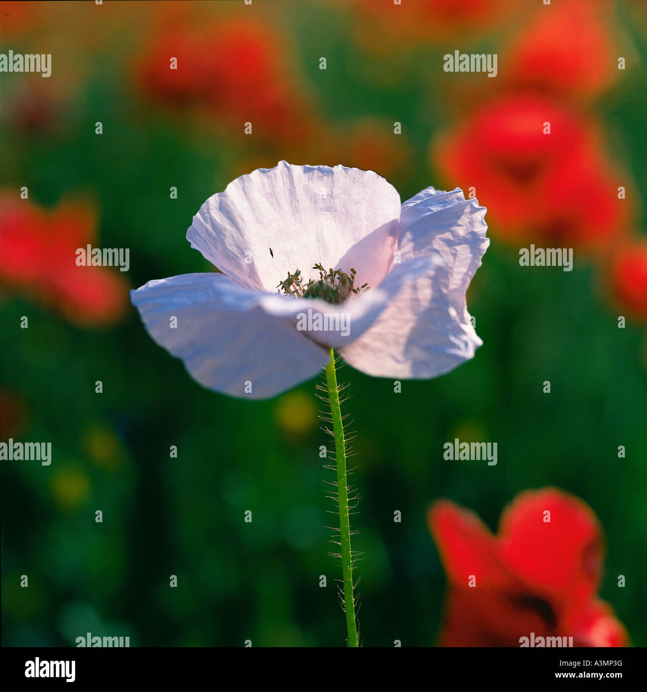 Pink poppy fields hi-res stock photography and images - Alamy